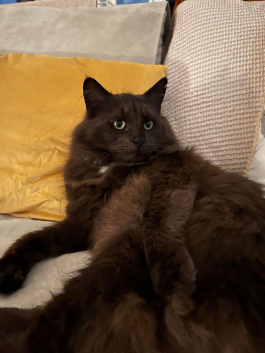 Duke - Male Domestic Long Hair Cat in NSW - PetRescue