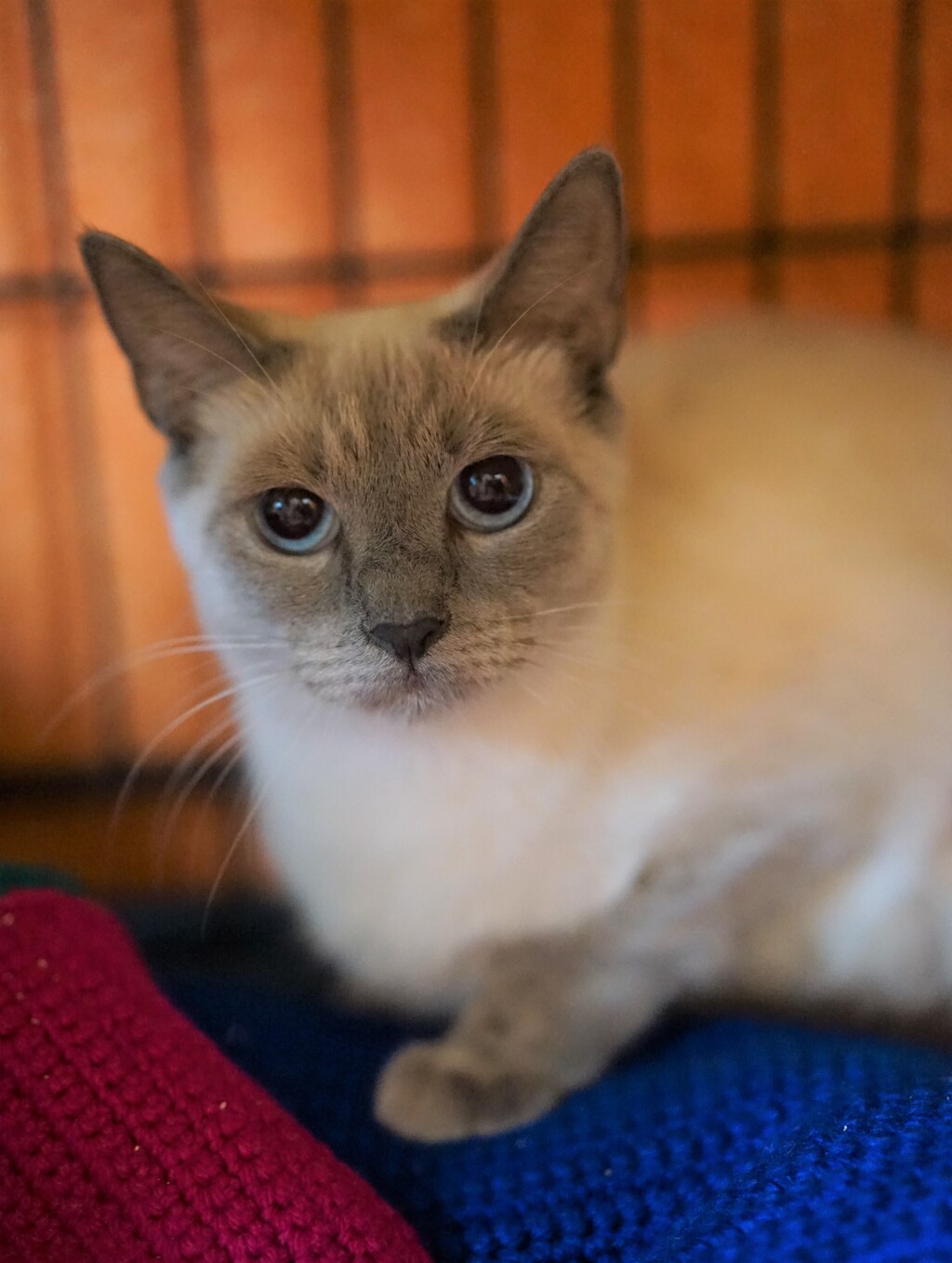 Sabrina Belle - Female Layanese Mix Cat in QLD - PetRescue