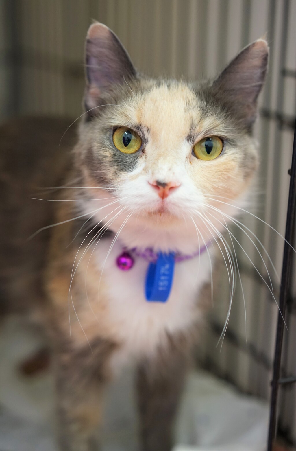 Briar - Female Manx Mix Cat in QLD - PetRescue