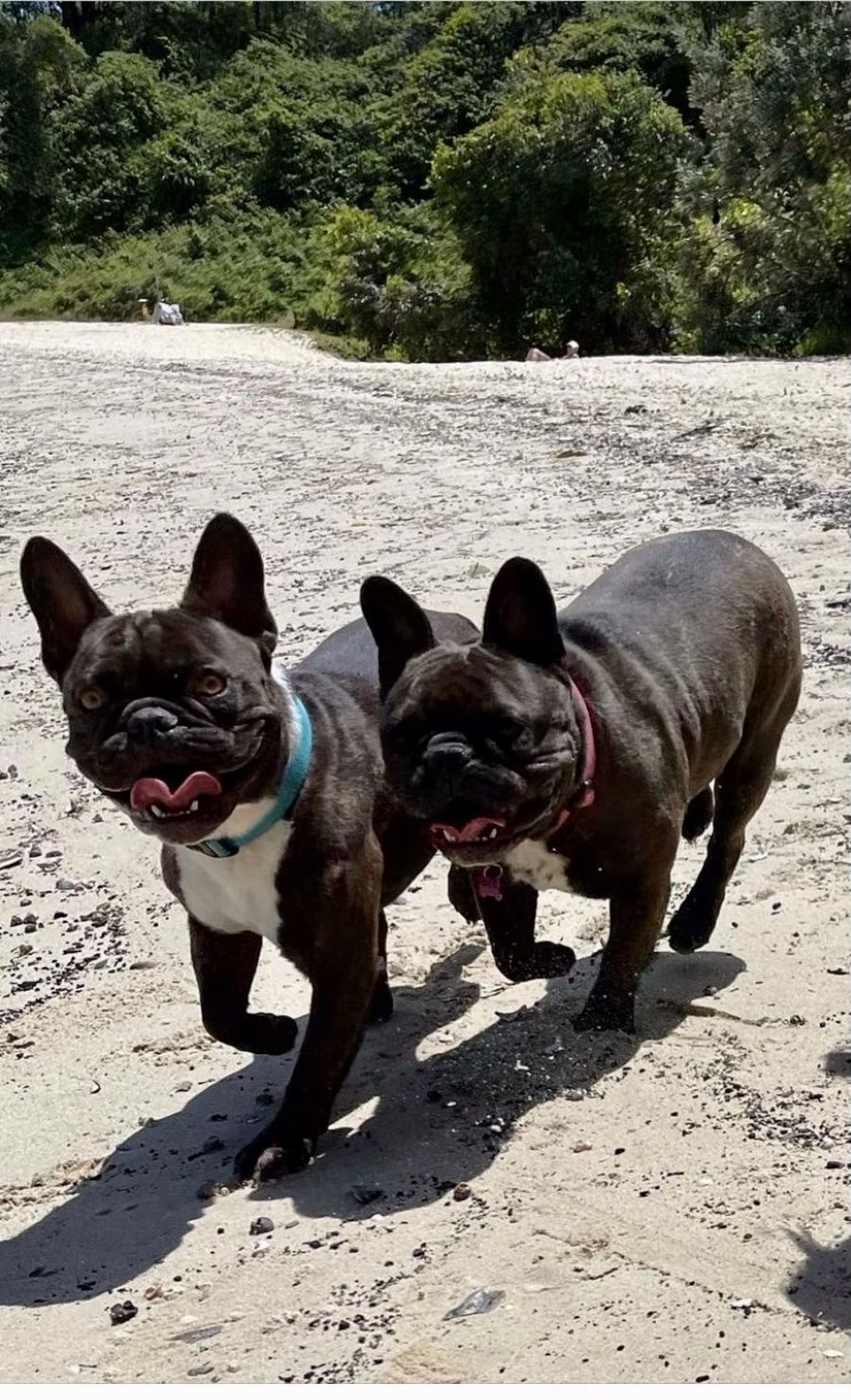 Collette & Angus - Small Female French Bulldog Dog in NSW - PetRescue