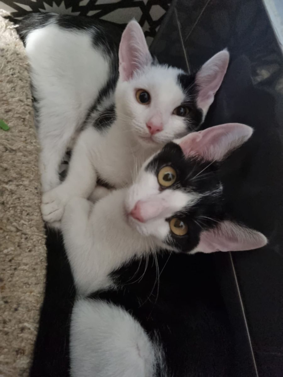 Dobbie & Nova - Male Domestic Short Hair Cat in QLD - PetRescue