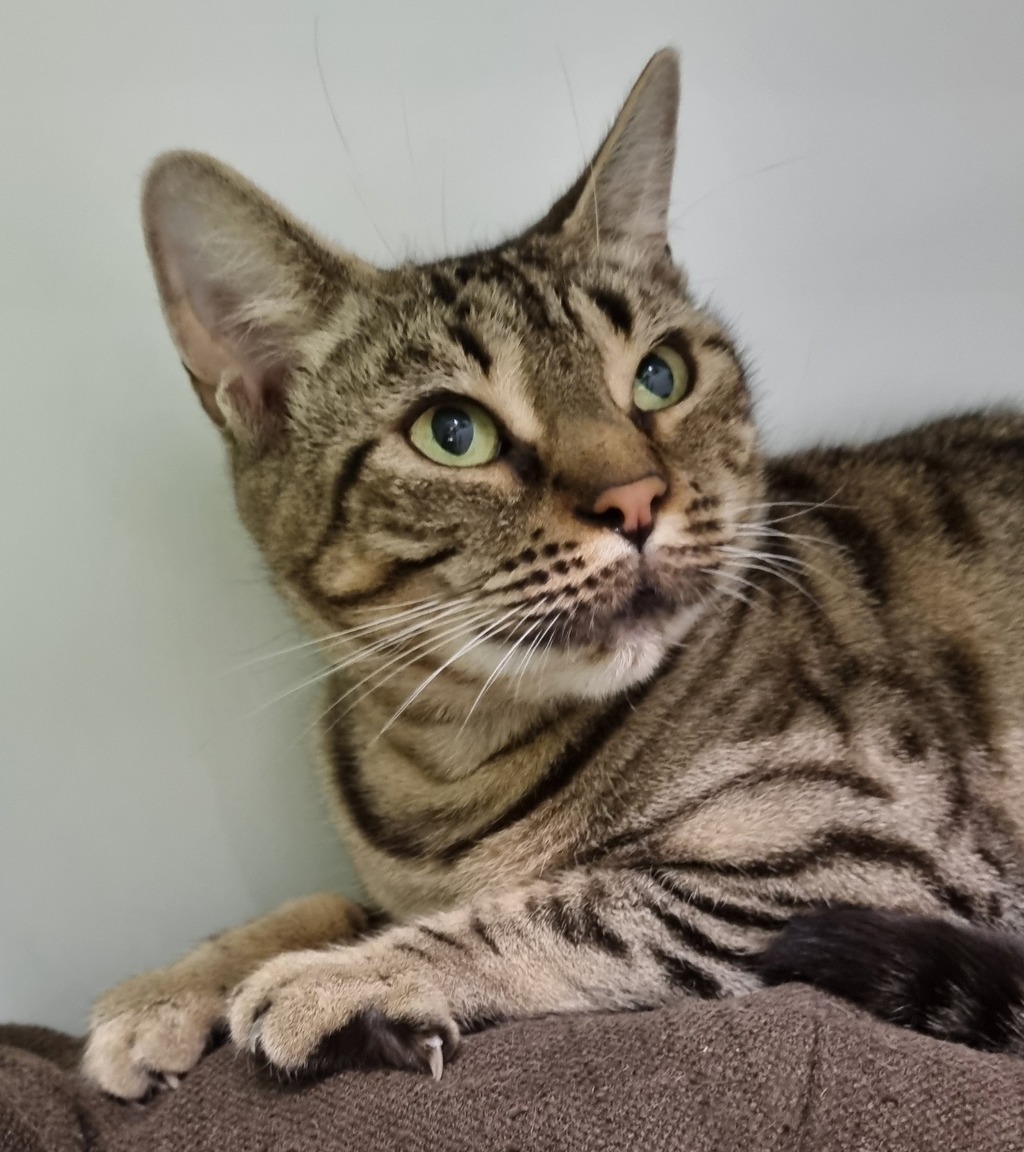 Cassi - Female Bengal Cat in VIC - PetRescue