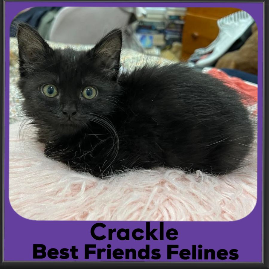 Crackle - Female Domestic Medium Hair Cat in QLD - PetRescue