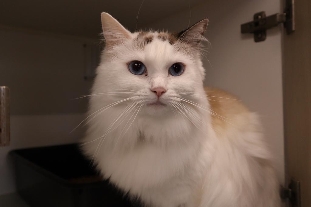 Tiki - Female Ragdoll Mix Cat in VIC - PetRescue