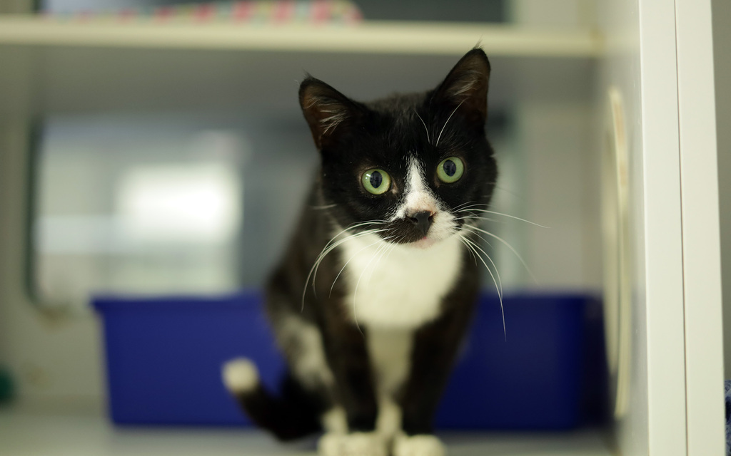 Maynard - Male Domestic Short Hair Mix Cat in VIC - PetRescue