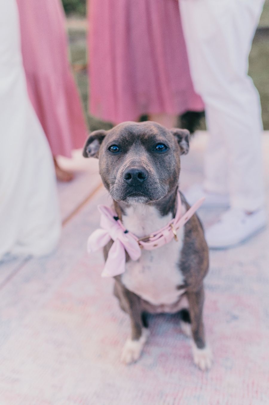 Zola - Small Female Staffy x Jack Russell Terrier Dog in NSW - PetRescue