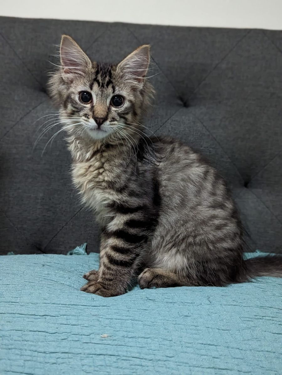 Zaboo - Male Domestic Medium Hair Cat in QLD - PetRescue