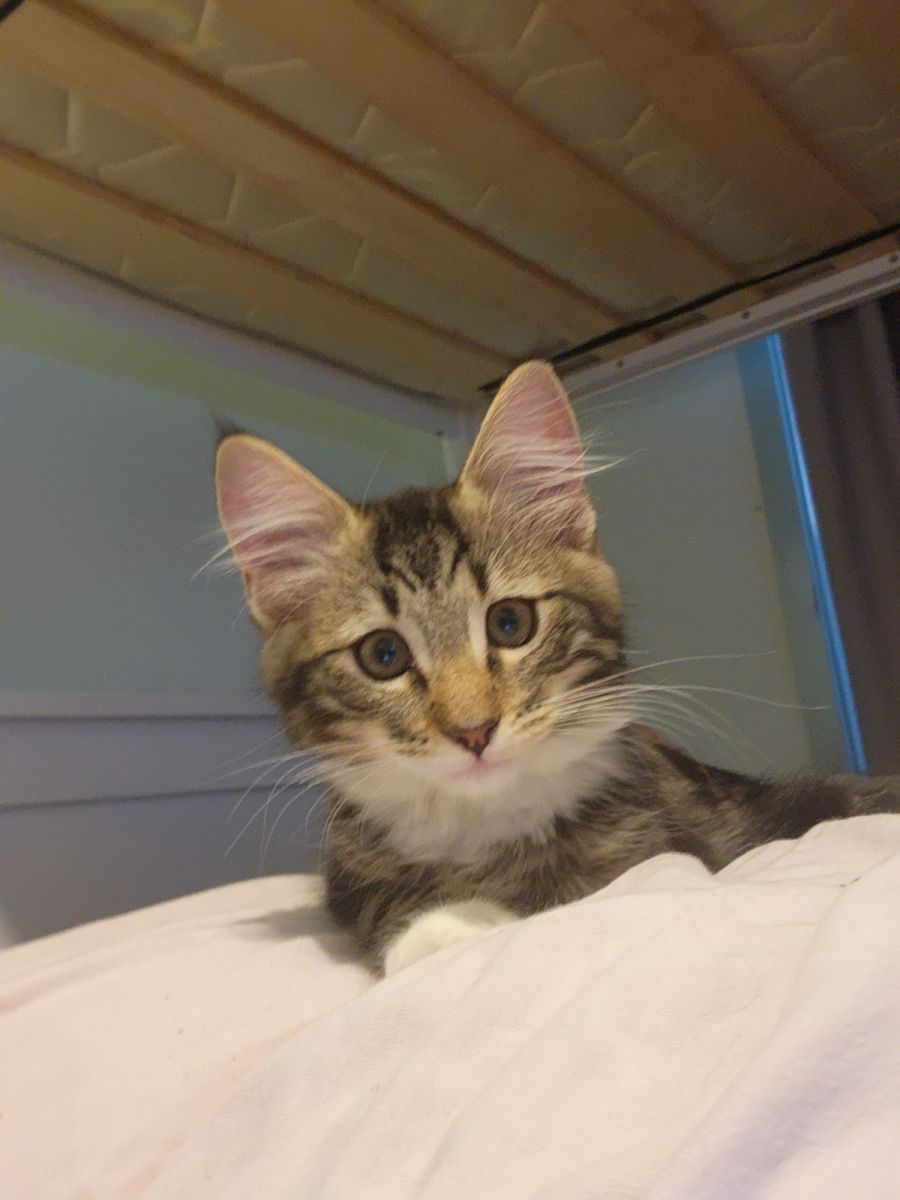 Zoomer - Male Domestic Short Hair Mix Cat in NSW - PetRescue