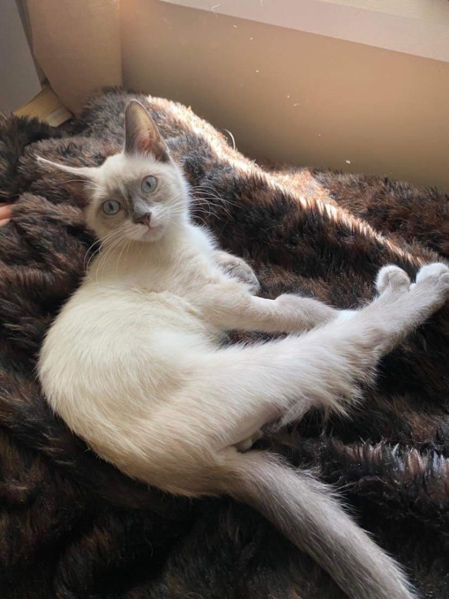Prince - Male Ragdoll Mix Cat in NSW - PetRescue