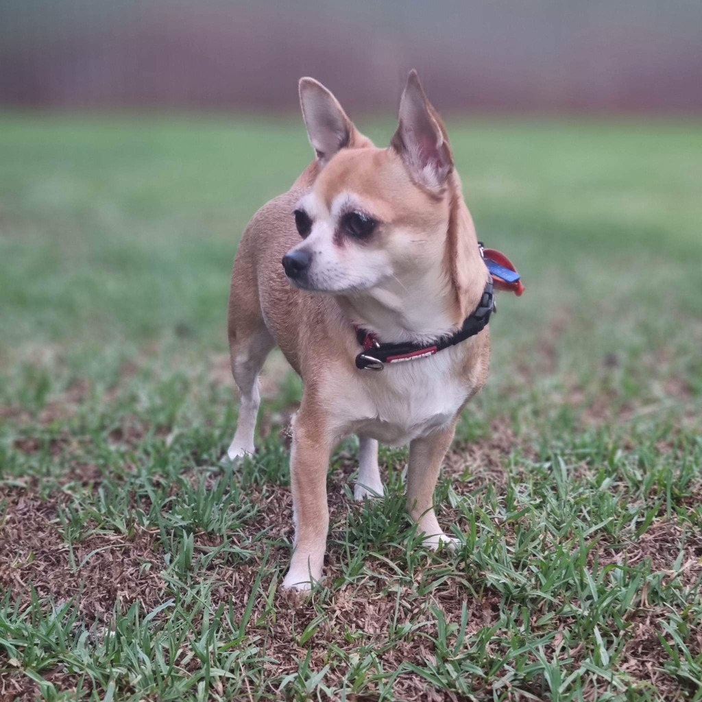 Zippy - Small Female Chihuahua Dog in WA - PetRescue