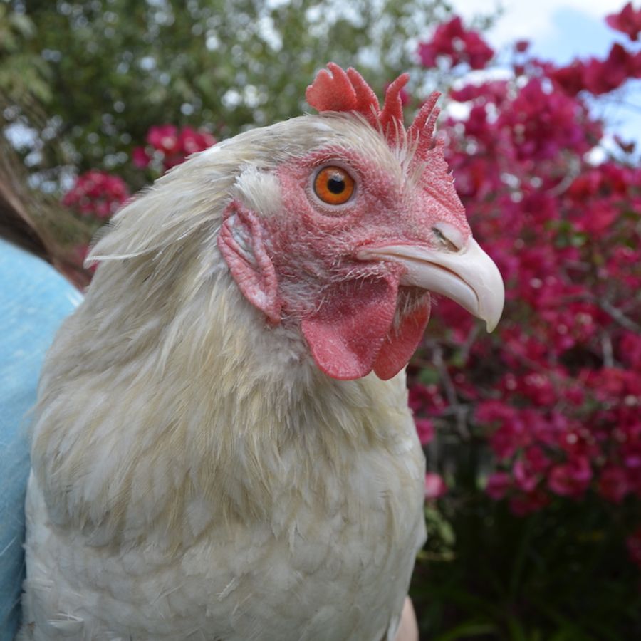 Sandra - Female Chicken in NSW - PetRescue