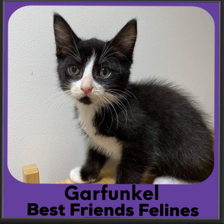 Garfunkle - Male Domestic Short Hair Cat in QLD - PetRescue