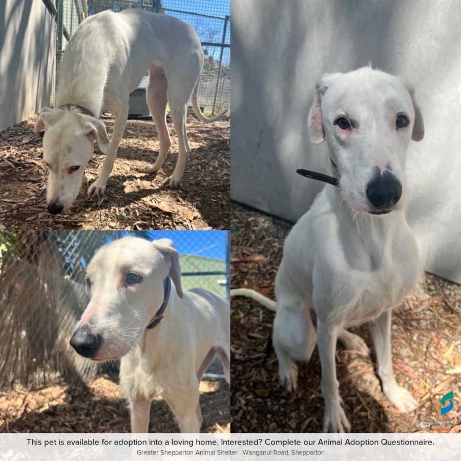 Lenny - Large Male Staghound Dog in VIC - PetRescue