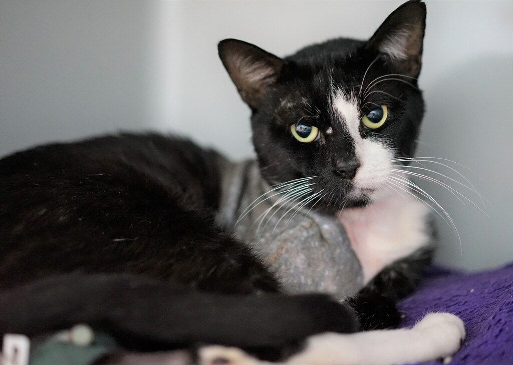 Cole - Male Domestic Short Hair Mix Cat in QLD - PetRescue