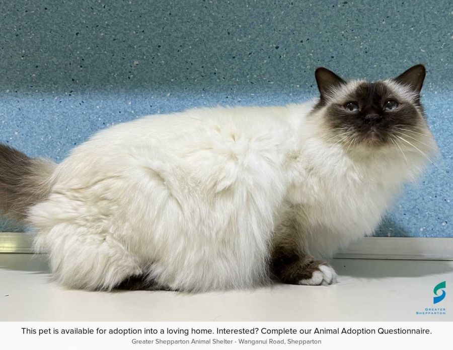 Neeko - Male Birman Cat in VIC - PetRescue