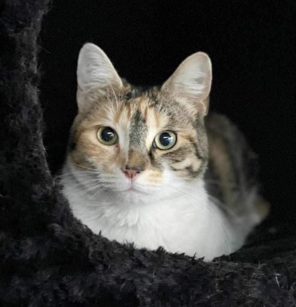 Georgie Calix - Female Domestic Short Hair Cat in VIC - PetRescue