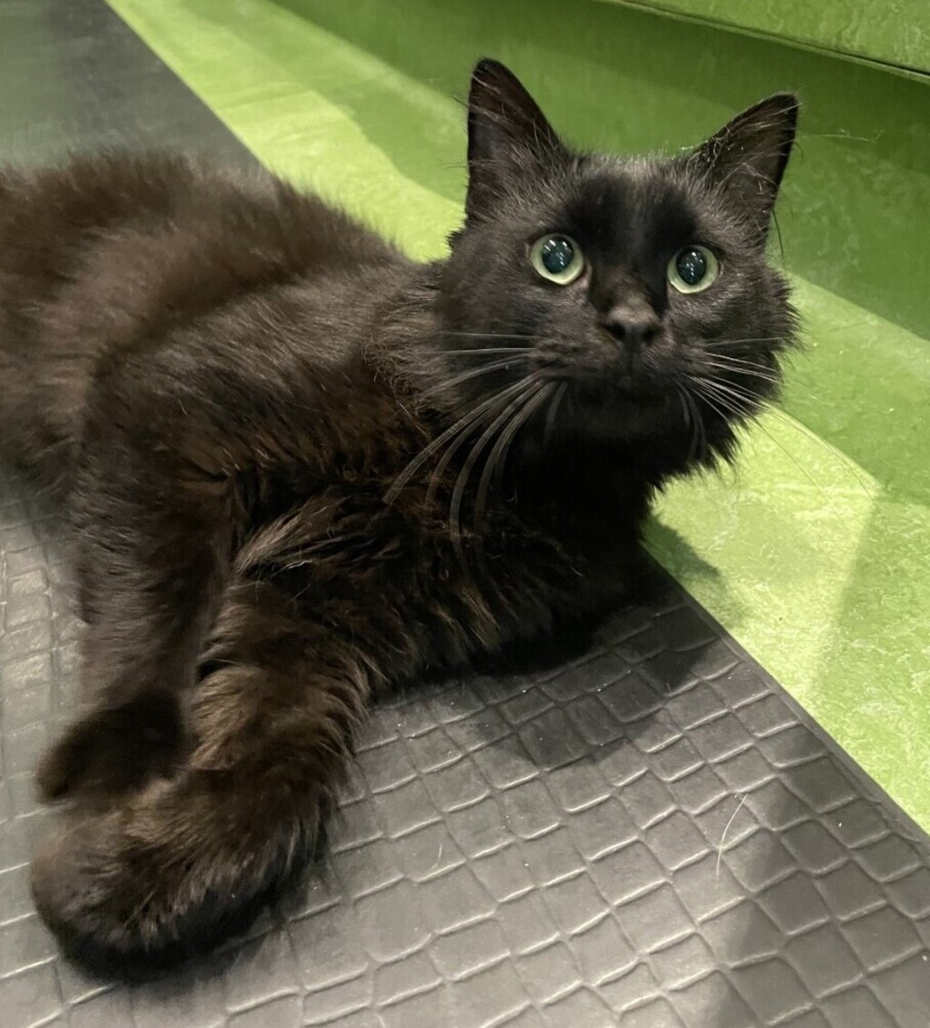 Ross - Male Domestic Medium Hair Cat in VIC - PetRescue