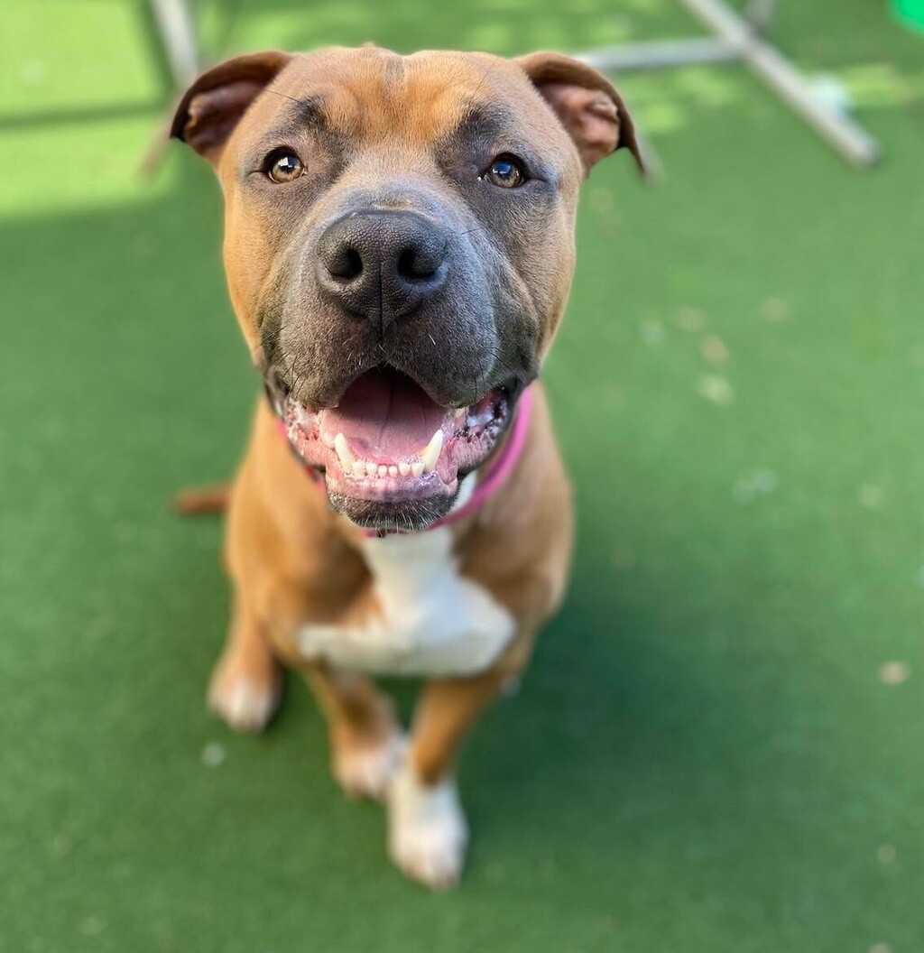 Hugo - Large Male American Staffy Mix Dog in VIC - PetRescue