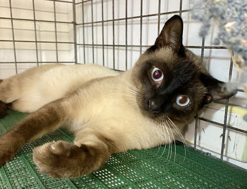 Pushka - Male Tonkinese Mix Cat in QLD - PetRescue