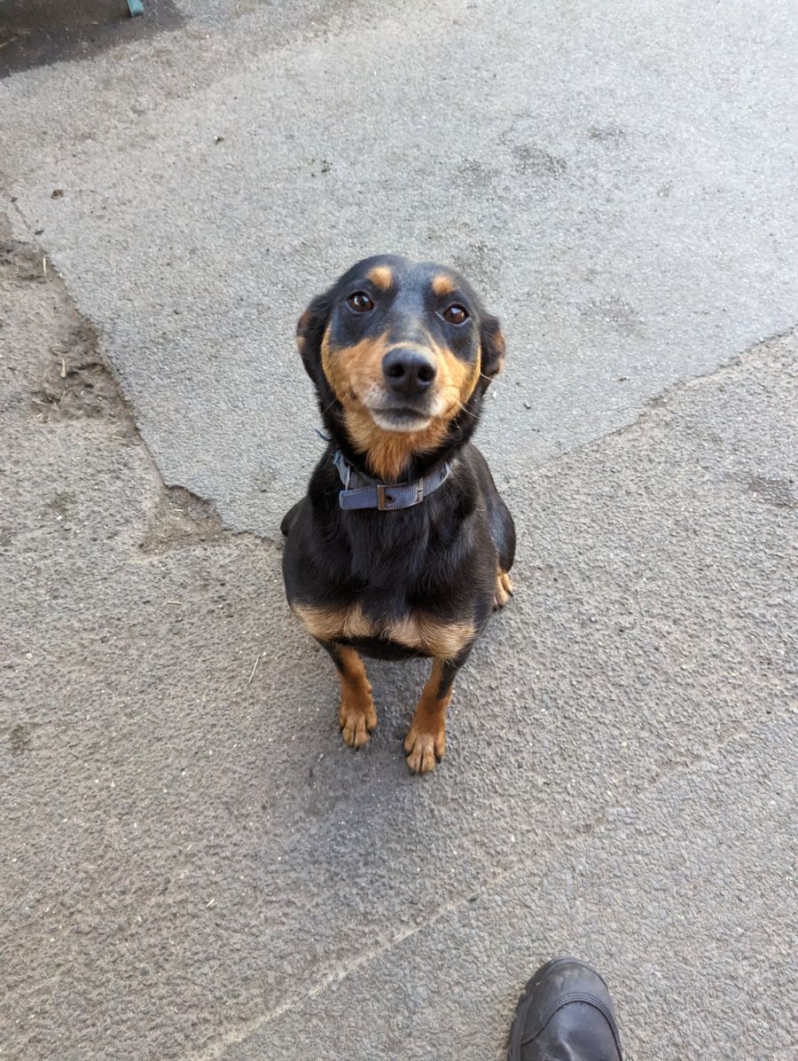 Anna - Medium Female Kelpie Dog in VIC - PetRescue