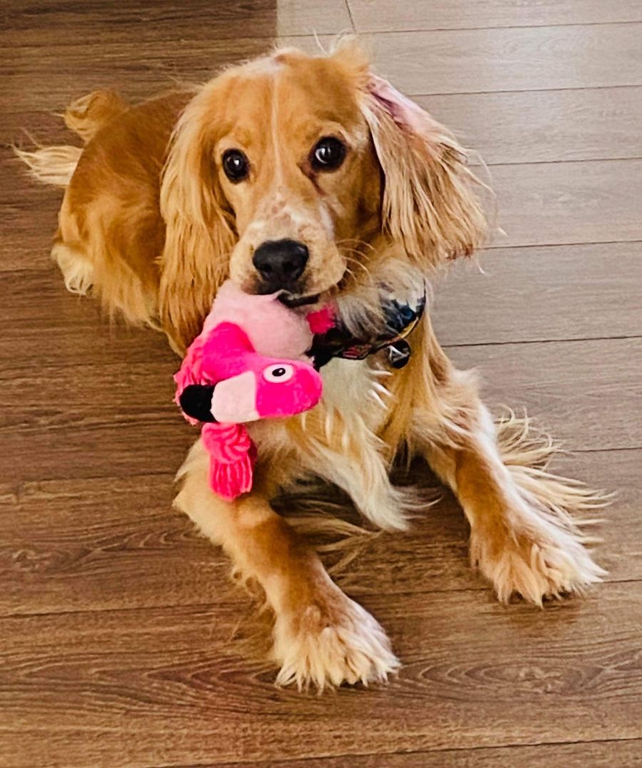 Matcha - Medium Male Cocker Spaniel Mix Dog in QLD - PetRescue