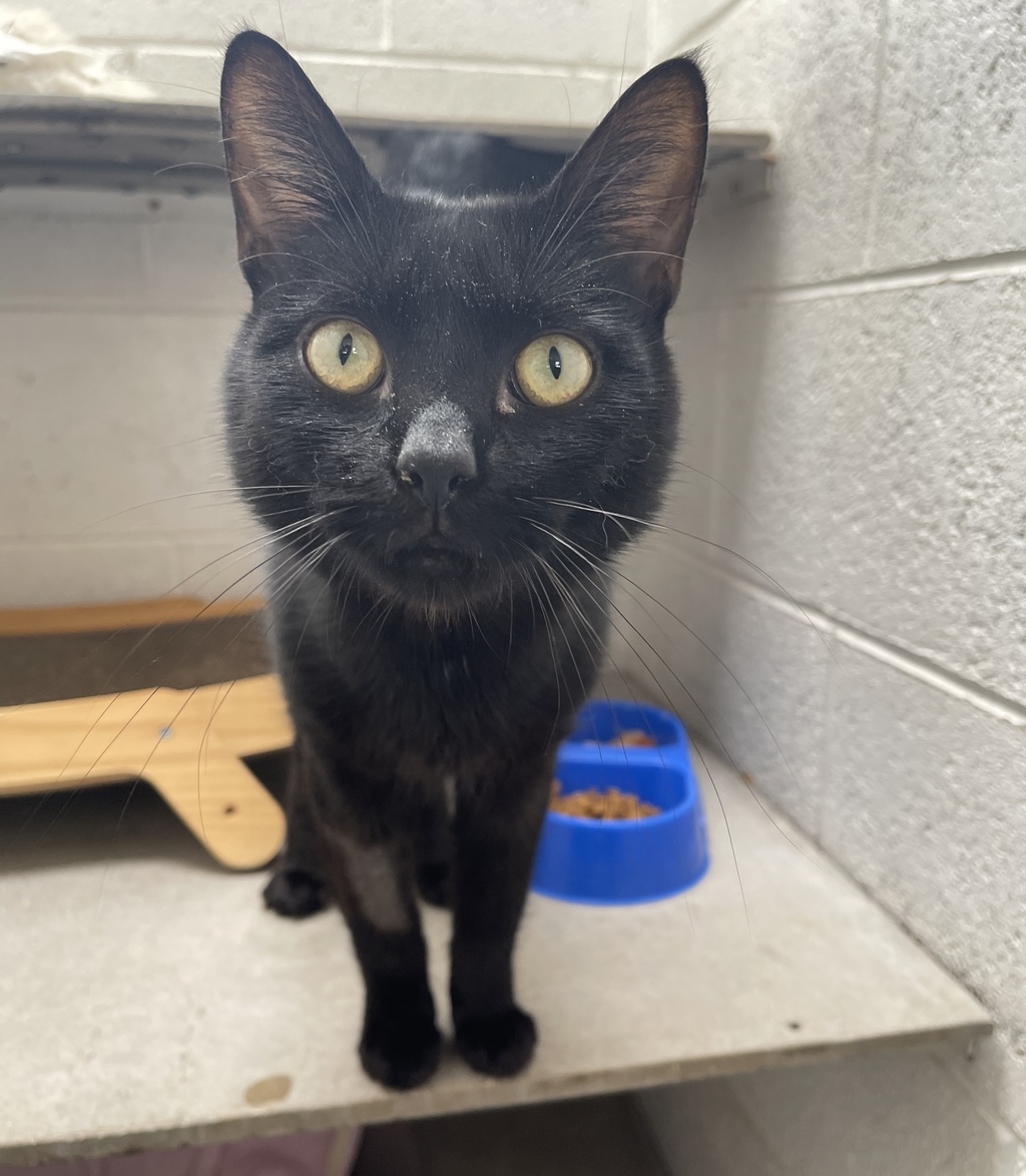 Sooty - Male Domestic Short Hair Cat in VIC - PetRescue