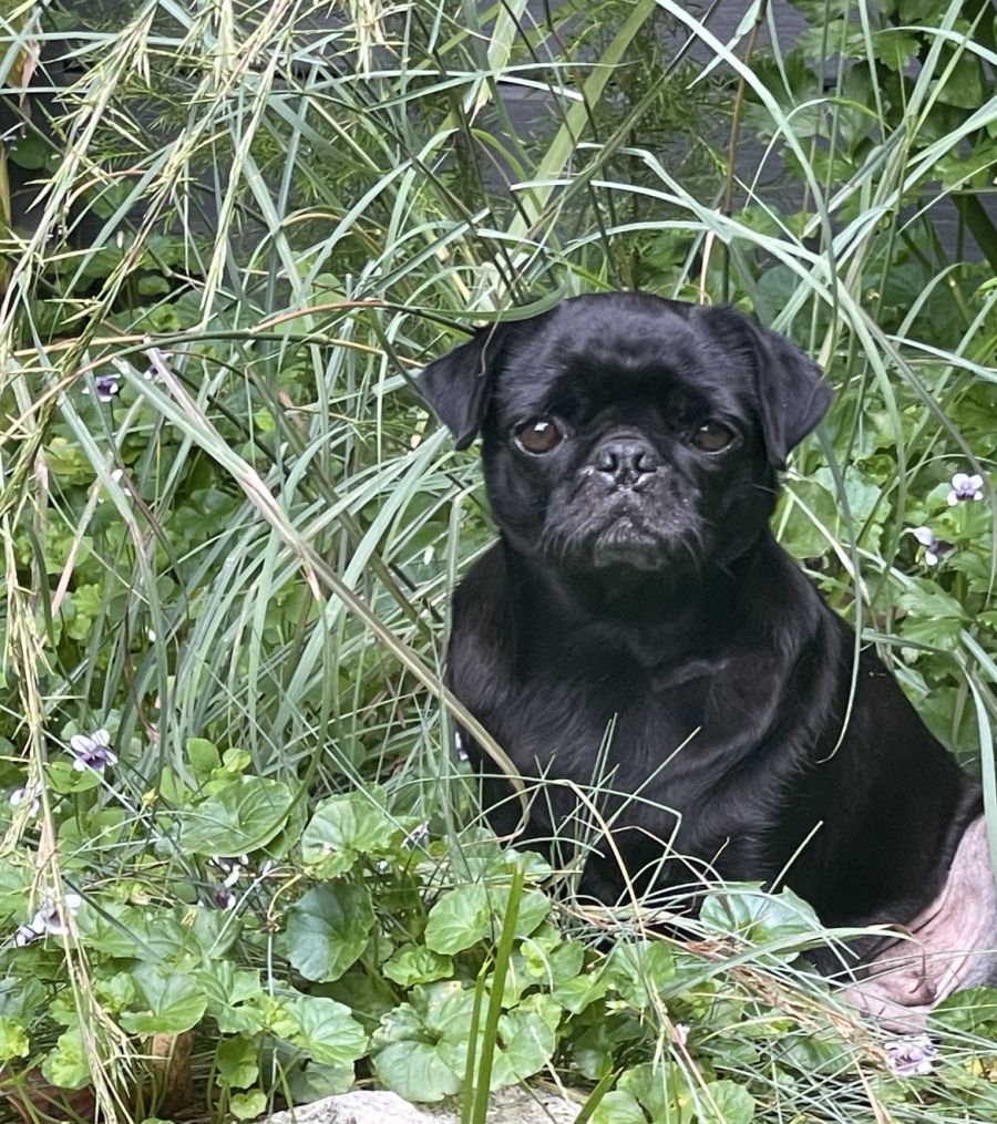Queenie - Small Female Pug Dog in QLD - PetRescue