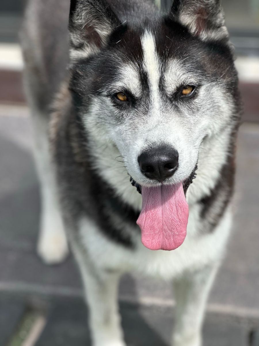 Zuko - Large Male Siberian Husky Dog in VIC - PetRescue