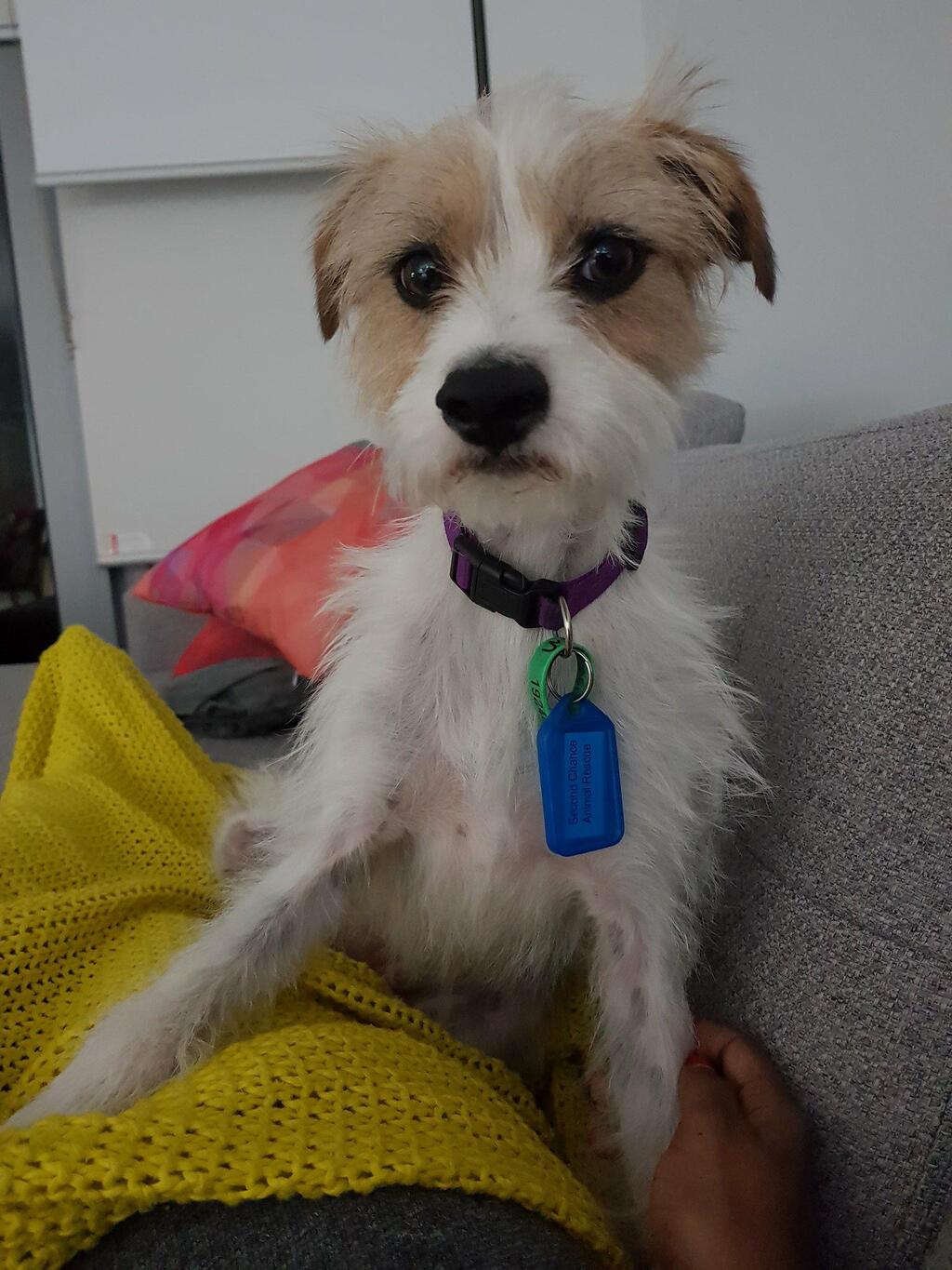 Macey - Small Female Jack Russell Terrier Mix Dog in VIC - PetRescue