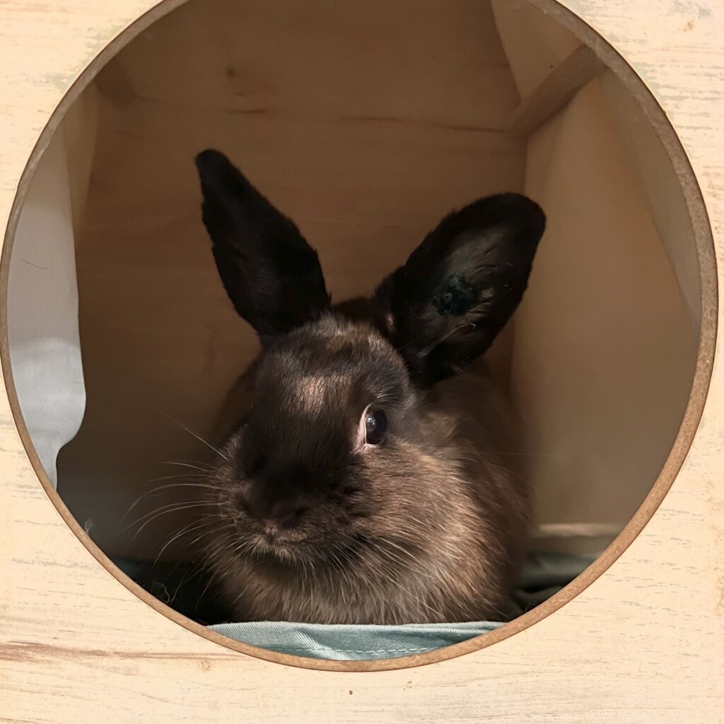 Fluttershy - Female Dwarf Rabbit in VIC - PetRescue