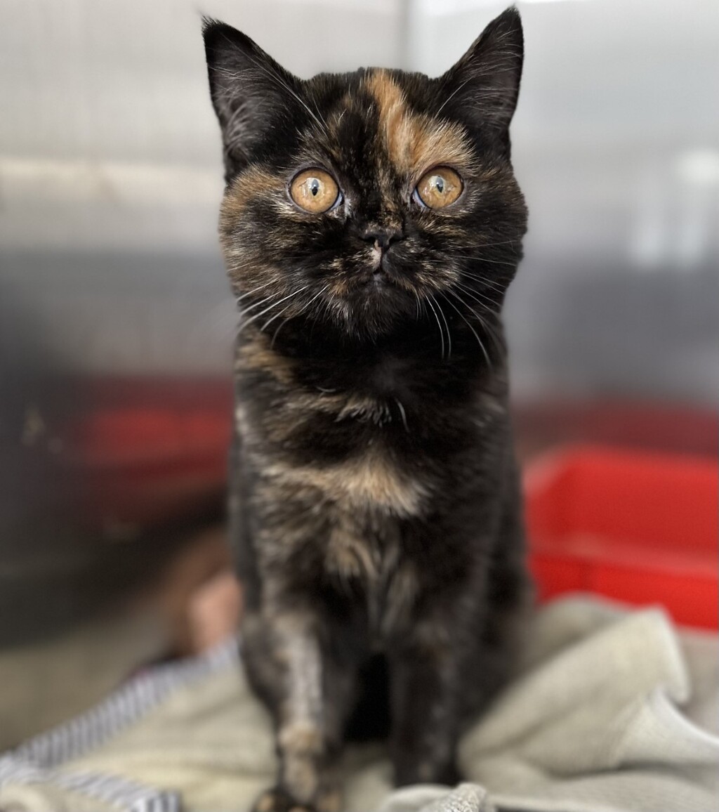 Xena - Female British Shorthair Mix Cat in VIC - PetRescue