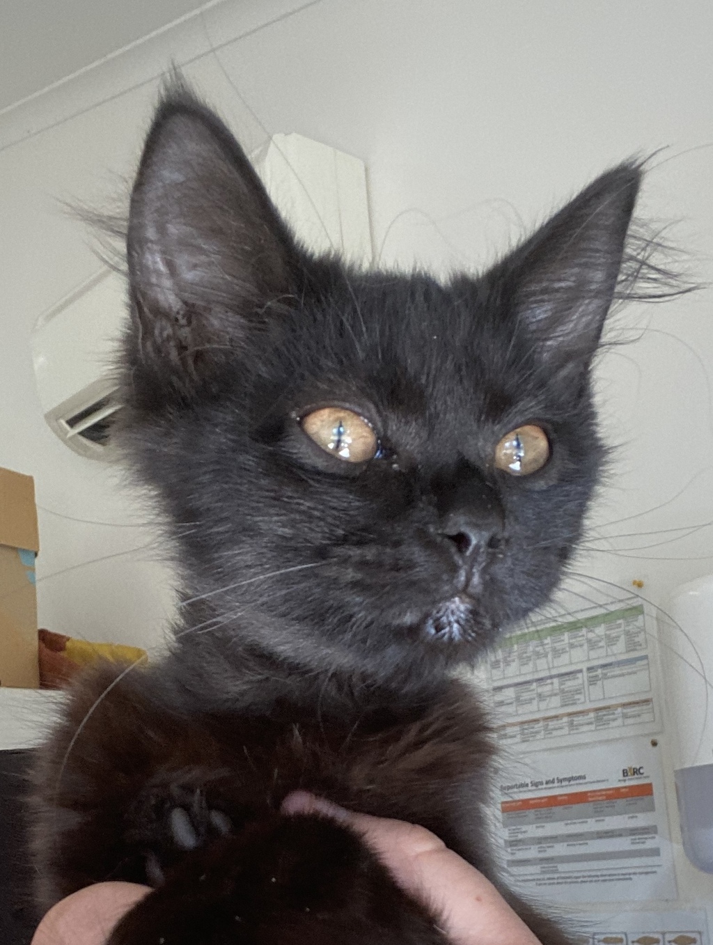Inky - Female Domestic Medium Hair Mix Cat in VIC - PetRescue