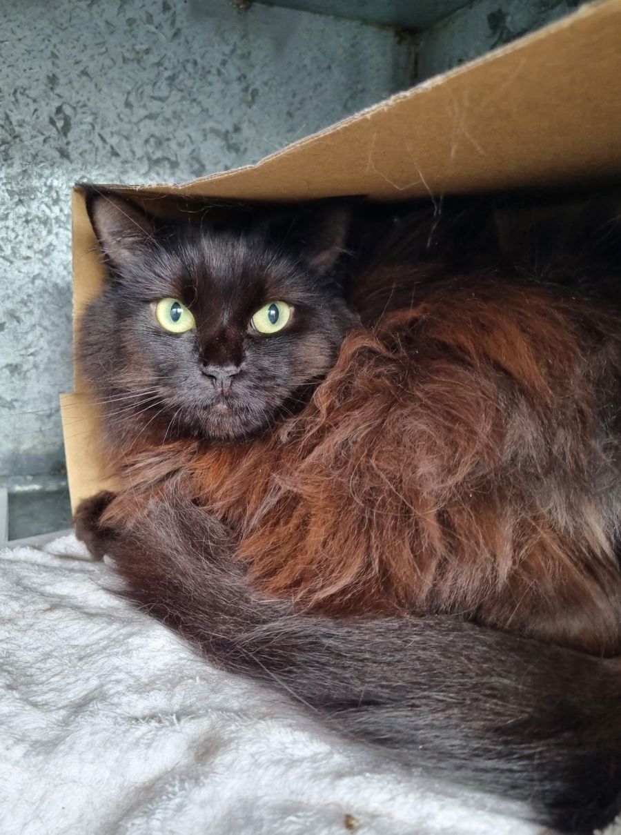 Lucii - Female Domestic Medium Hair Cat in NSW - PetRescue