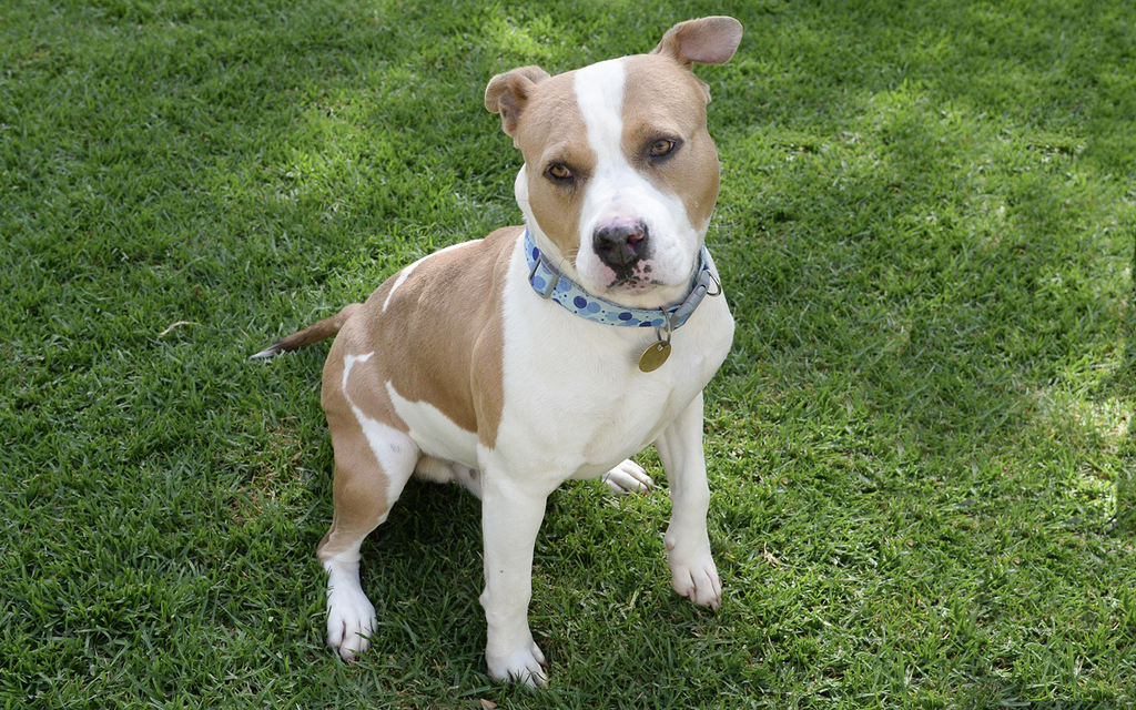 Hermie - Large Male American Staffy Mix Dog in VIC - PetRescue