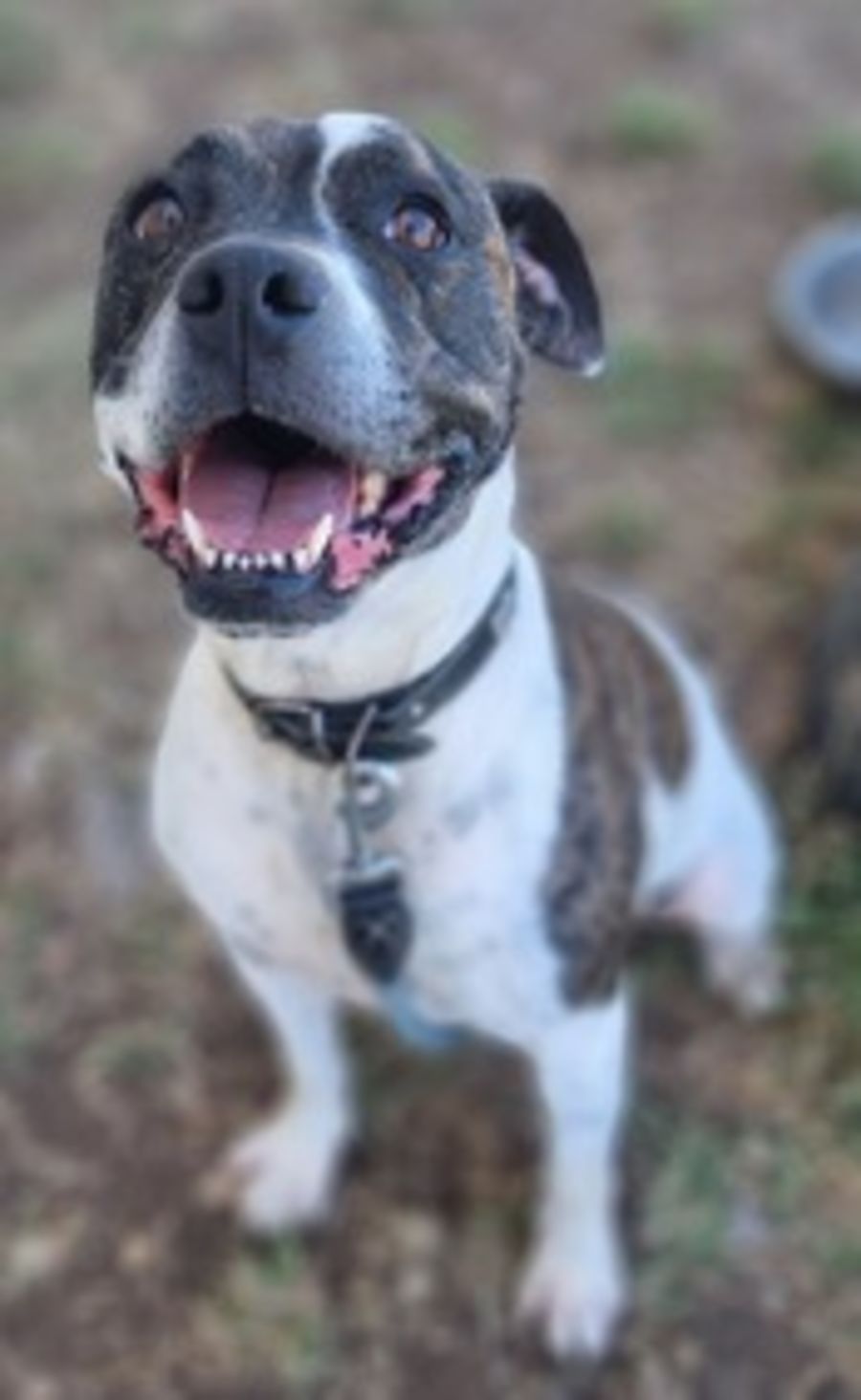 Siracha - 59596 - Medium Female Staffy Mix Dog in VIC - PetRescue