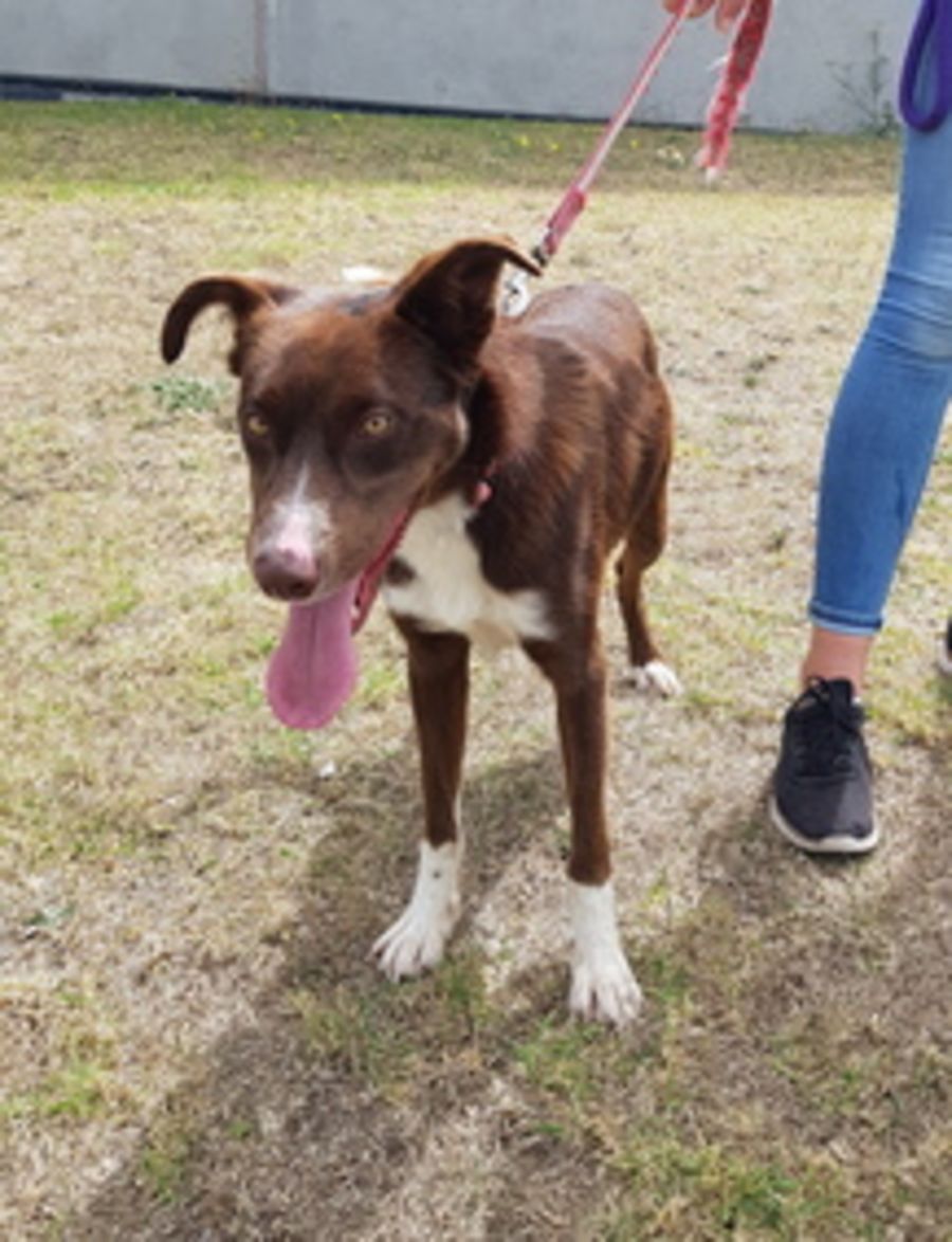 59690 - Ollie - Medium Male Kelpie x Border Collie Mix Dog in VIC - PetRescue