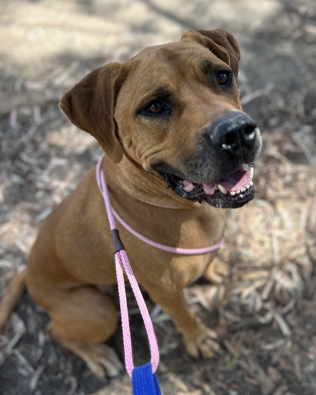 Buster - Large Male American Bulldog x Bull Mastiff Mix Dog in VIC ...