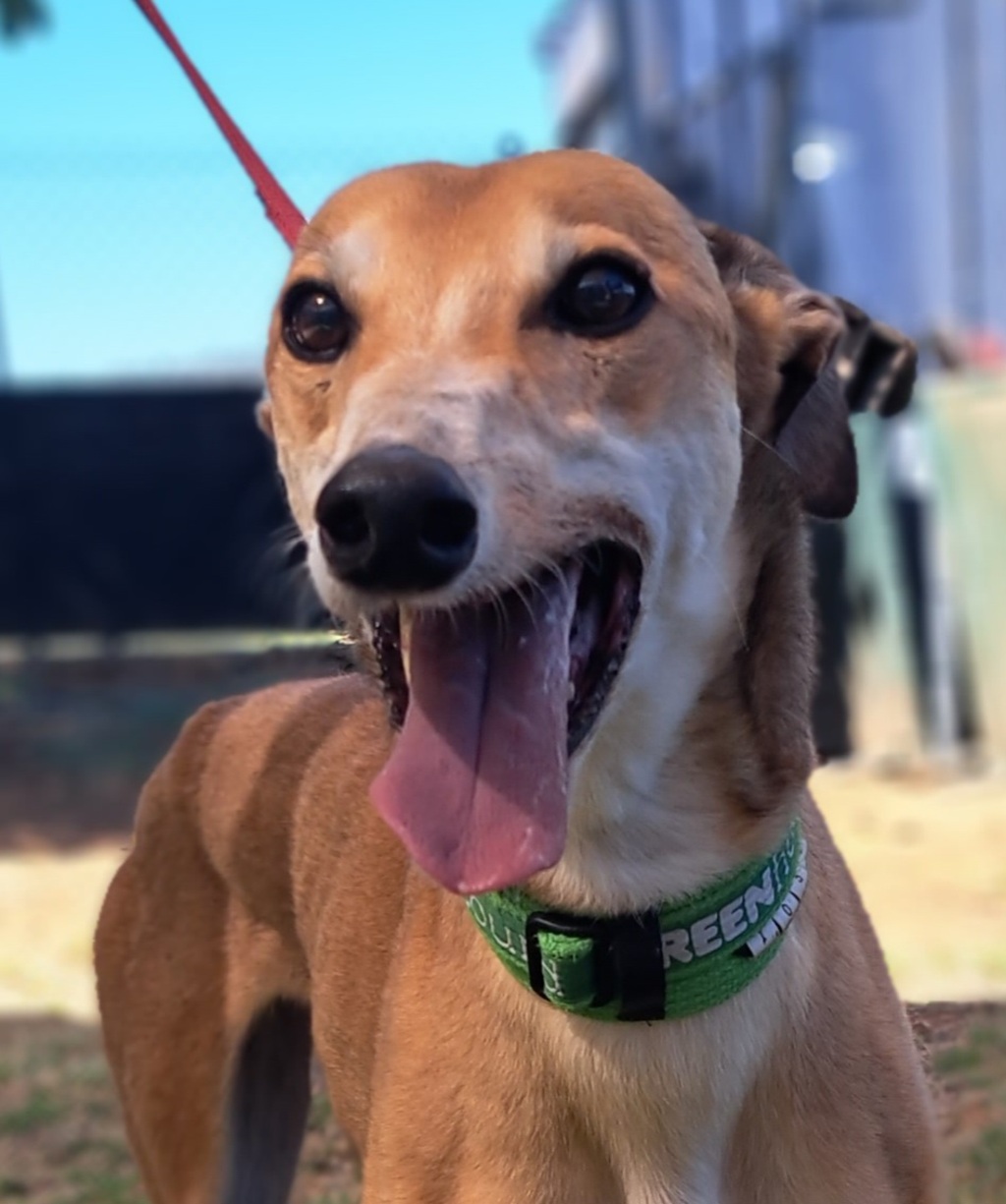 Ginger - Small Female Greyhound Mix Dog in ACT - PetRescue