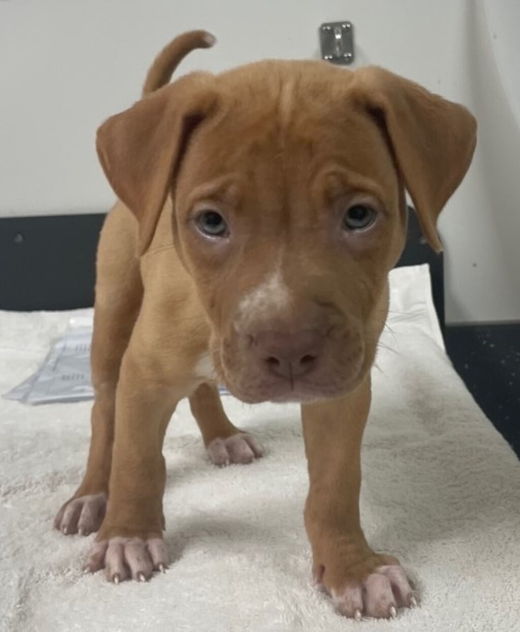 Boss - Medium Male American Staffordshire Bull Terrier Mix Dog in QLD ...