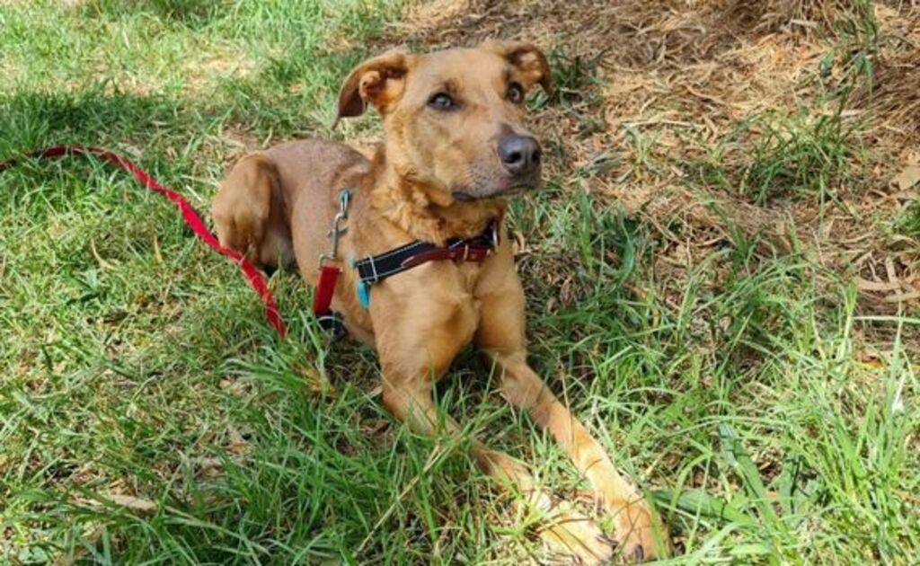 Monet X Change - Medium Female Kelpie x Rhodesian Ridgeback Mix Dog in ...