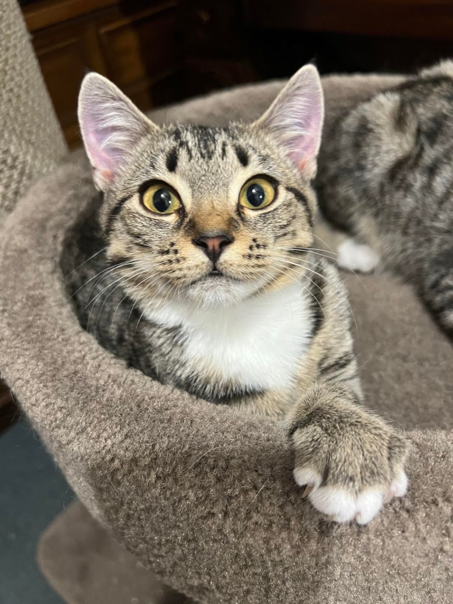 Hilly - Come meet me @ PETstock Prahran! - Female Domestic Short Hair ...