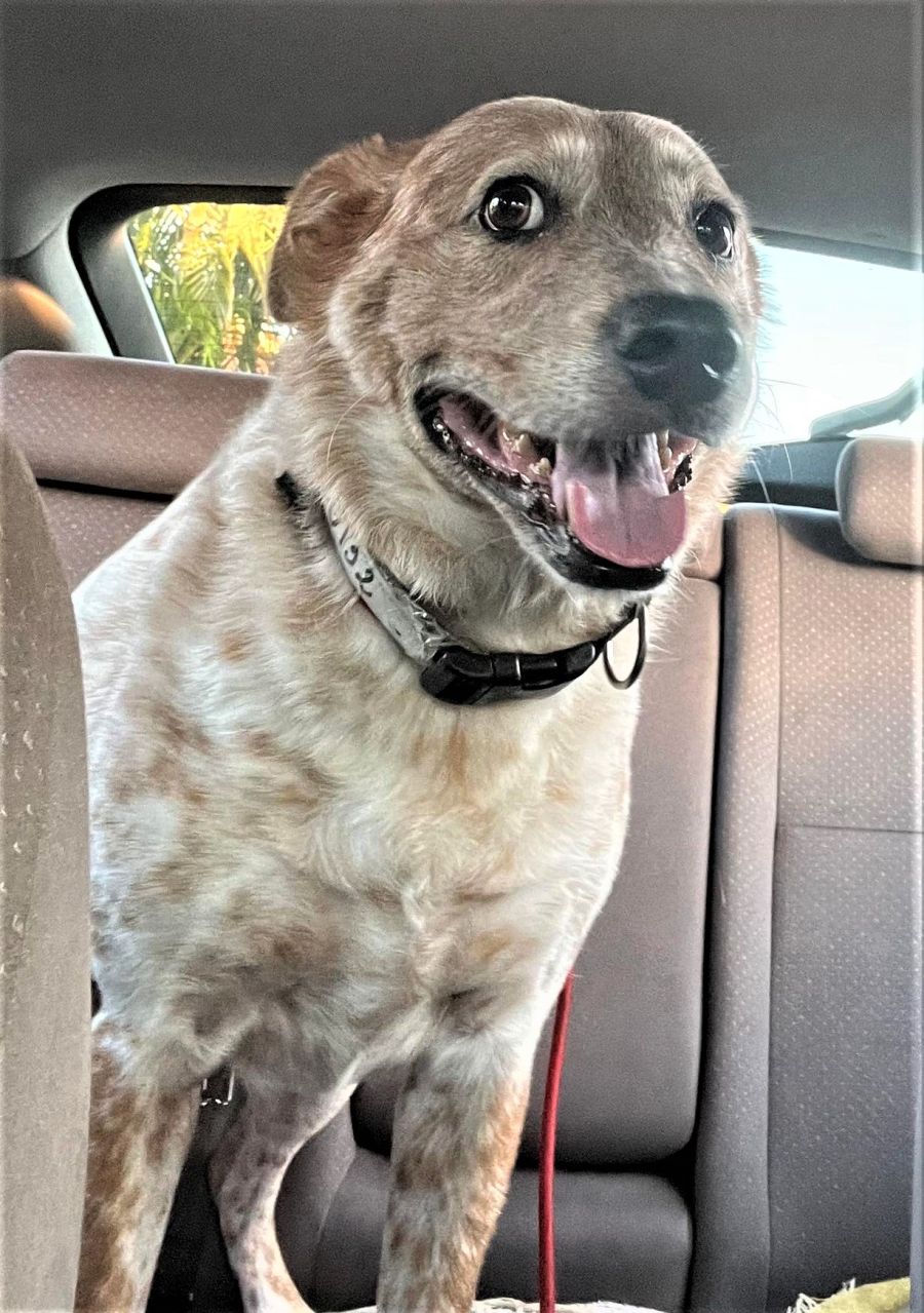 Buster - Medium Male Red Heeler Mix Dog in QLD - PetRescue
