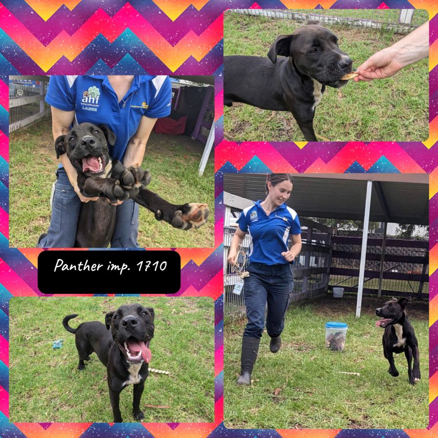 Panther (IMP No. 1710) - Large Male Great Dane x Kelpie Mix Dog in NSW ...