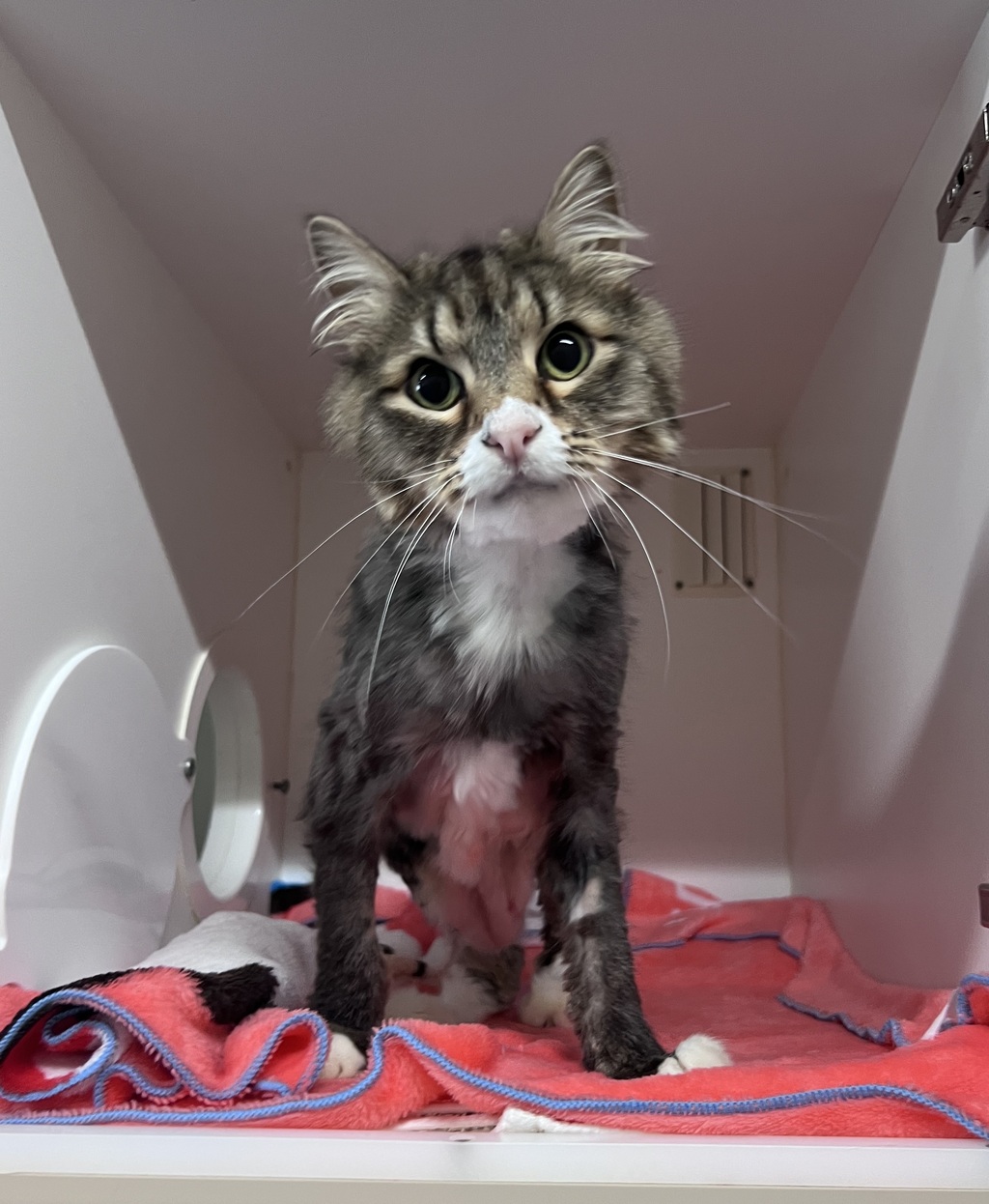 Rain - Female Dlh Mix Cat in WA - PetRescue