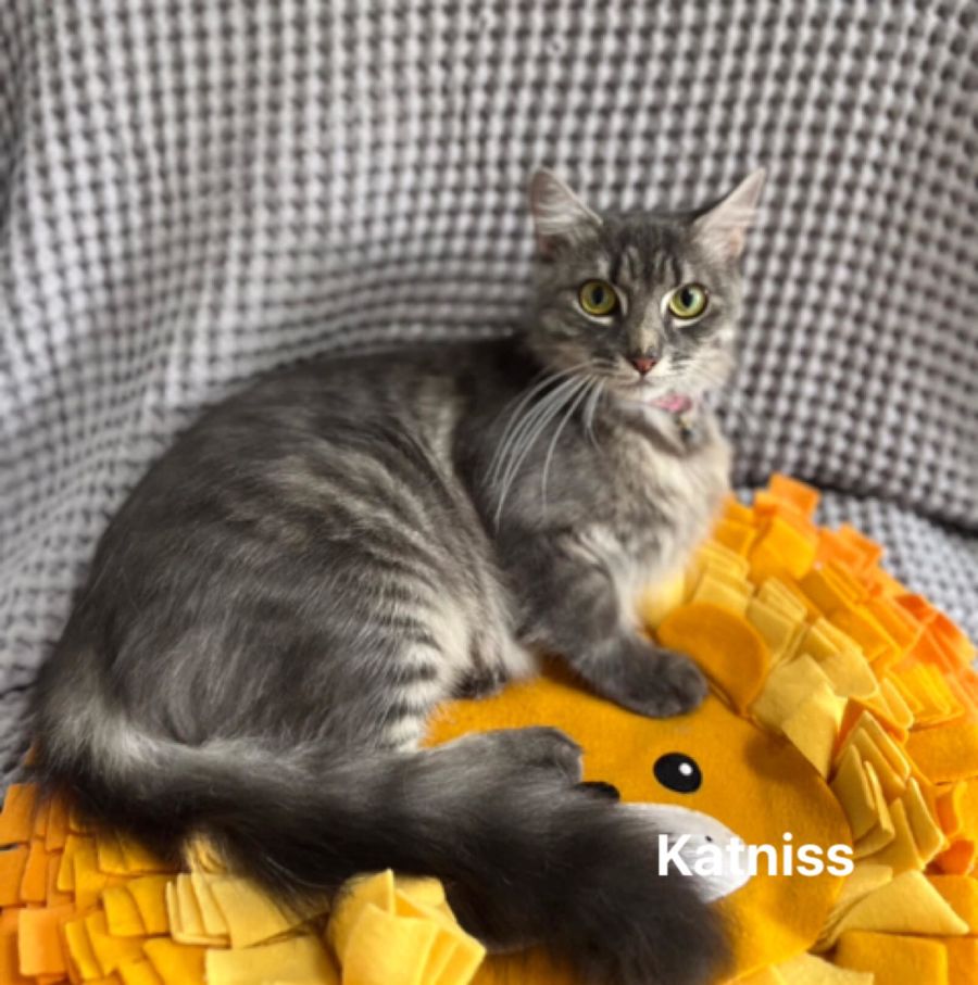 Katniss - Female Domestic Medium Hair Cat in QLD - PetRescue
