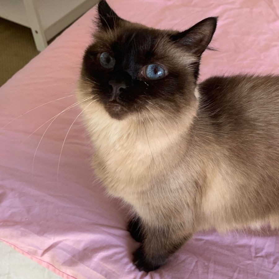 Storm - Female Birman Cat in WA - PetRescue