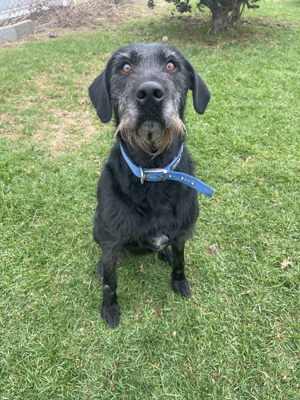 Ava - Large Female Golden Retriever x Irish Wolfhound Mix Dog in VIC ...