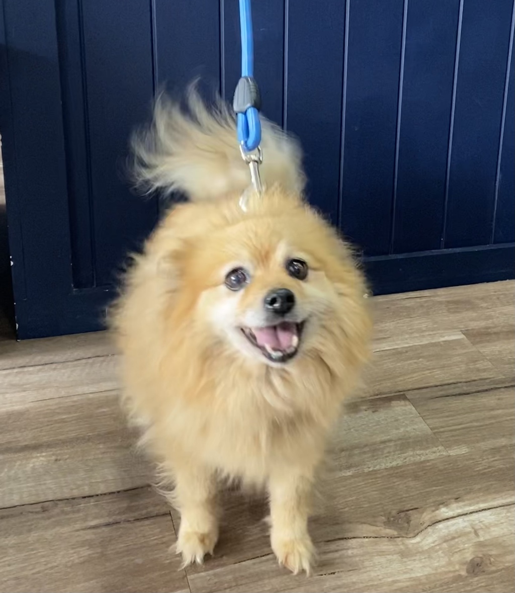 Bella - Small Female Pomeranian Mix Dog in NSW - PetRescue