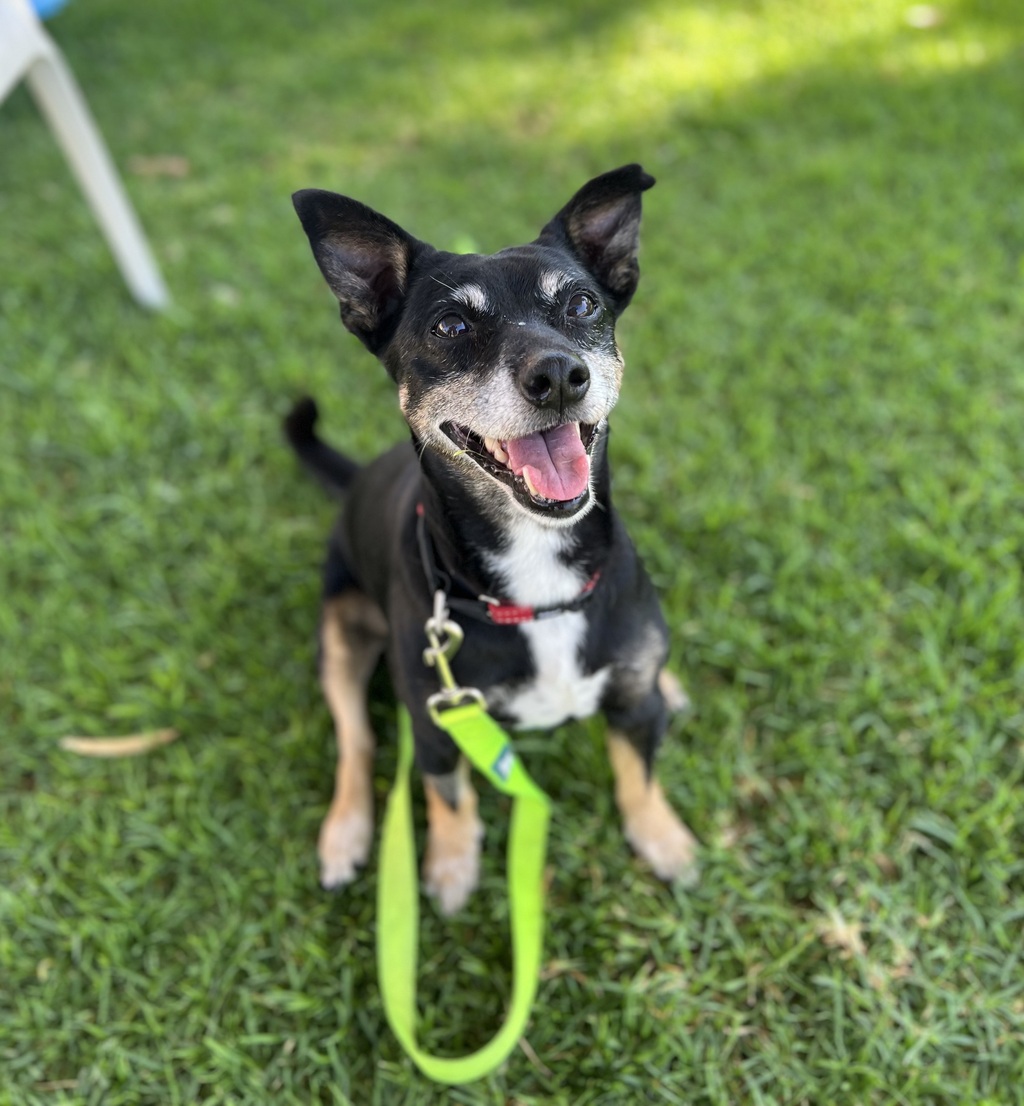 Noddy - Small Male Jack Russel Terrier Mix Dog in WA - PetRescue