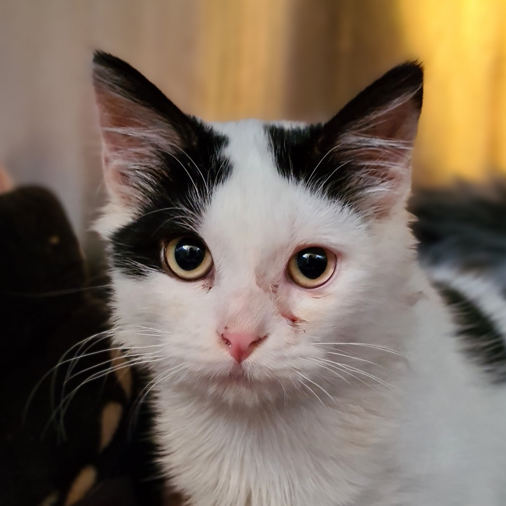 Lennox - Male Domestic Medium Hair Cat in VIC - PetRescue